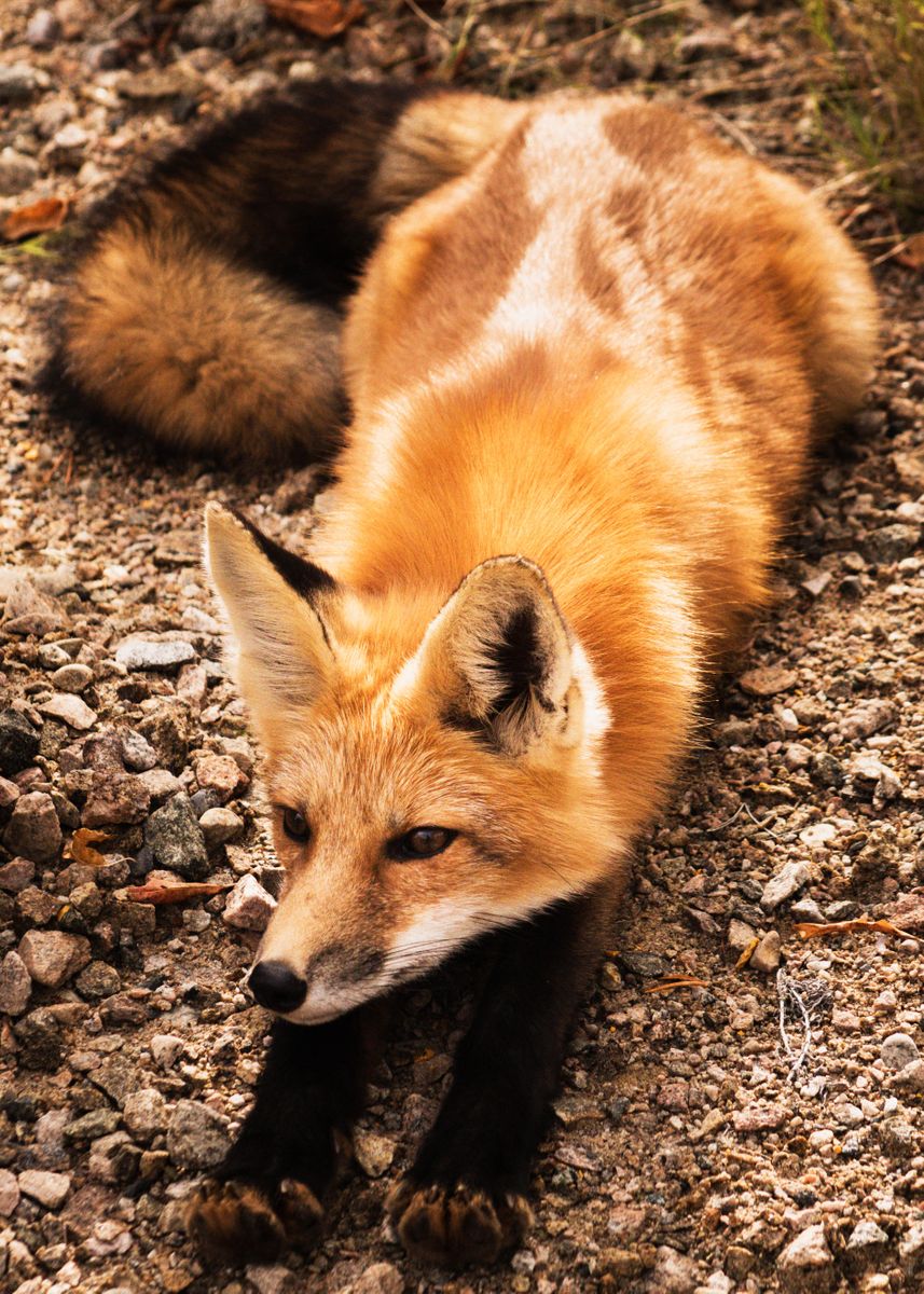 'The Brown Fox' Poster, picture, metal print, paint by Aiden Tells ...