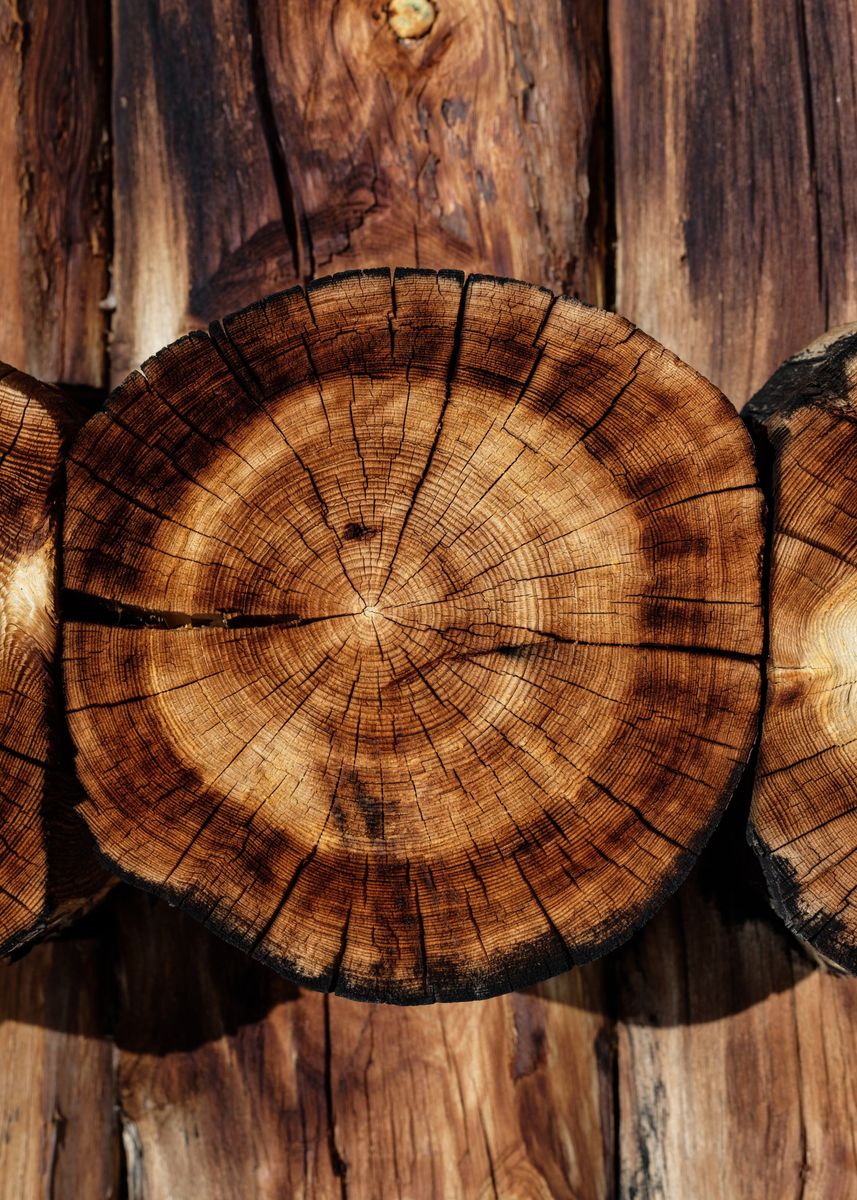 'Wooden cut tree pattern' Poster by Max Ronn | Displate