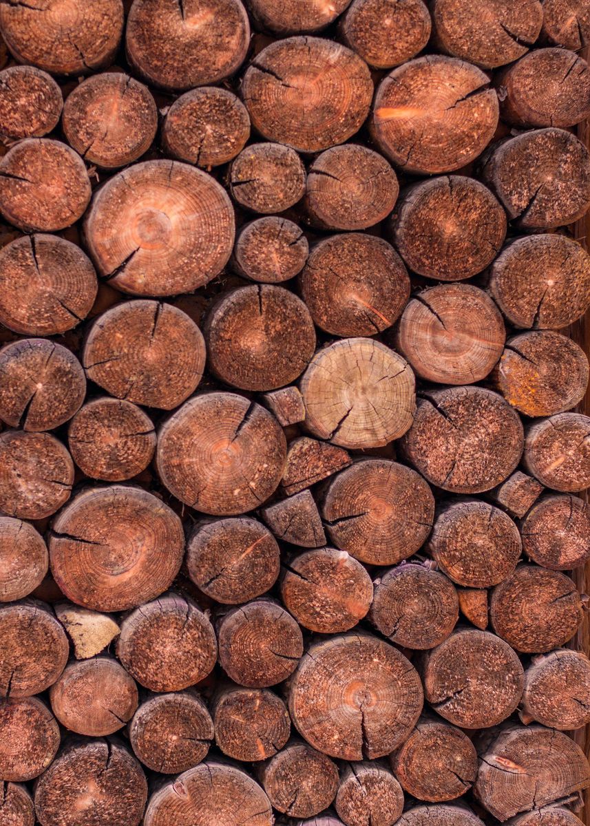 'Wooden cut tree trunk' Poster, picture, metal print, paint by Max Ronn ...