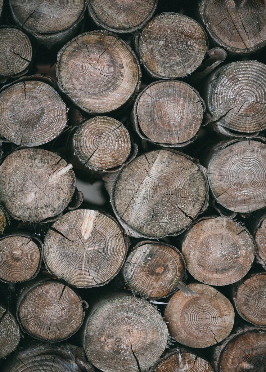 'Wooden cut tree trunk' Poster, picture, metal print, paint by Max Ronn ...