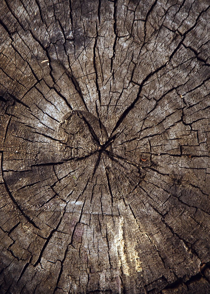 'Wooden cut tree trunk ' Poster by Max Ronn | Displate