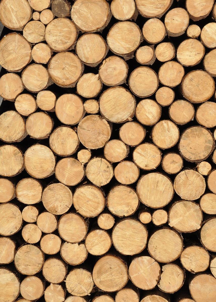 'Wooden trees trunk nature' Poster, picture, metal print, paint by Max ...