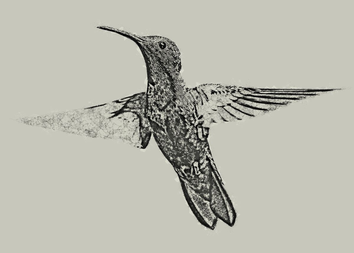 'Hummingbird' Poster by 4T4 Design Studio | Displate