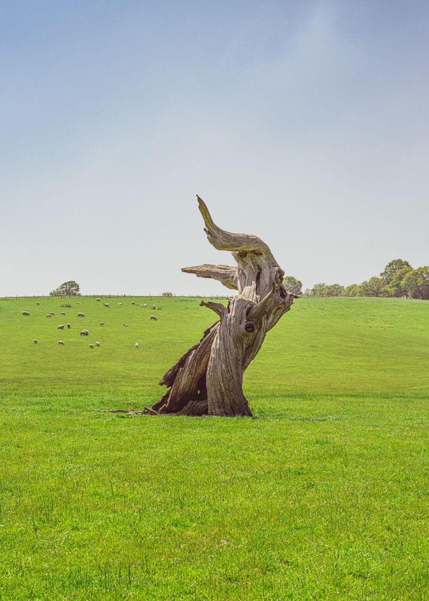 'Crazy Old Tree' Poster, picture, metal print, paint by Michael Ogier ...