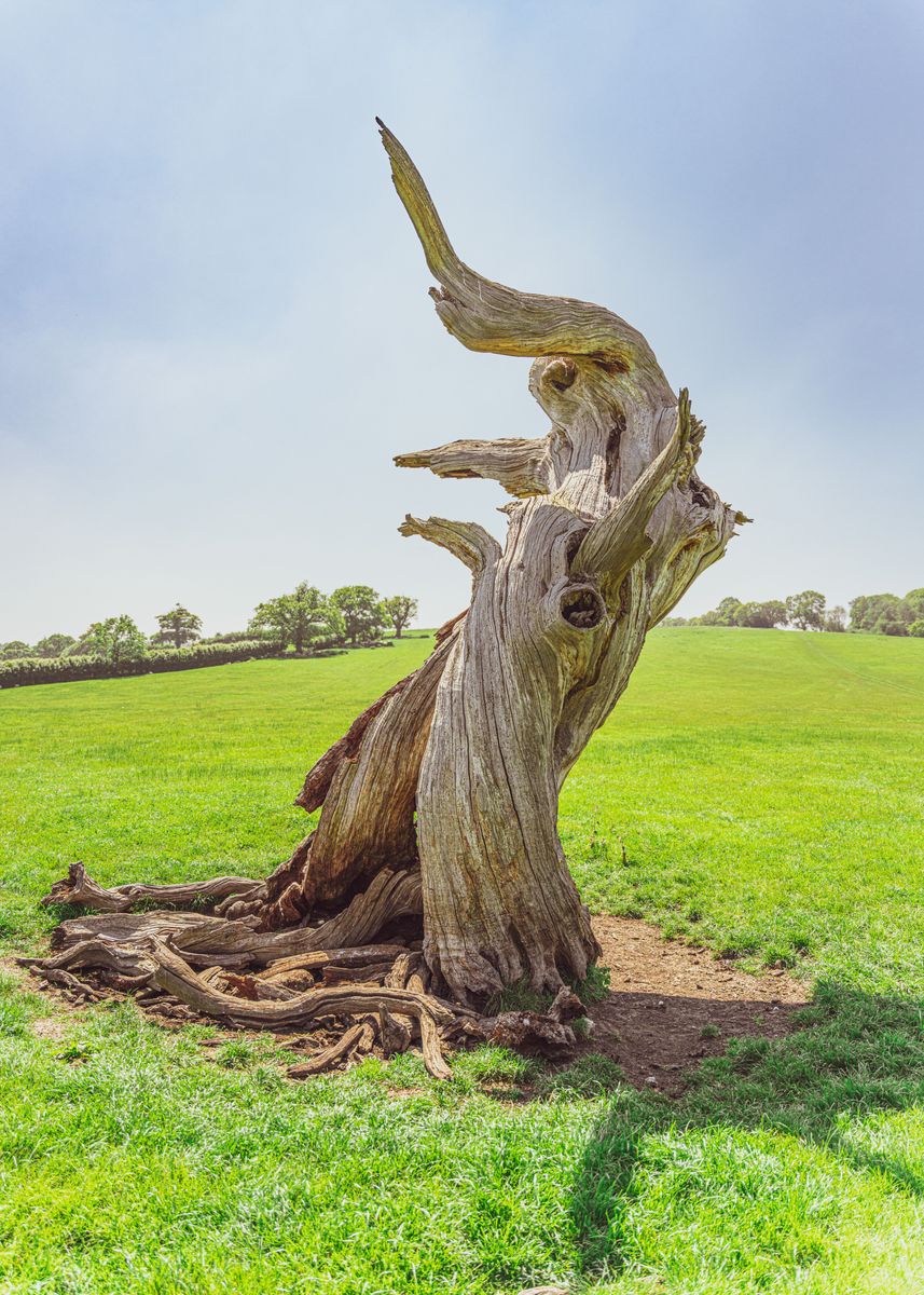 'Crazy old tree' Poster, picture, metal print, paint by Michael Ogier ...