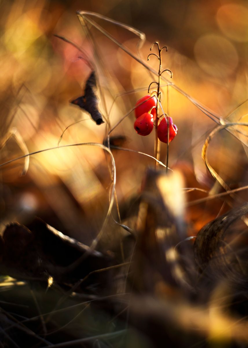 'May Lily October Lily' Poster, picture, metal print, paint by Julia ...