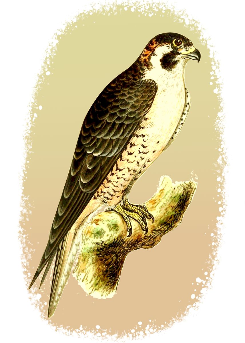 'Barbary Falcon 2' Poster, picture, metal print, paint by Leon Kramer ...