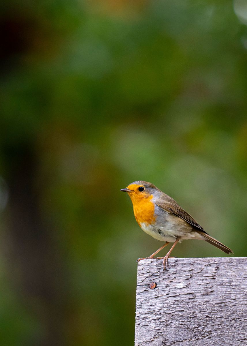 'European robin bird in the' Poster, picture, metal print, paint by ...