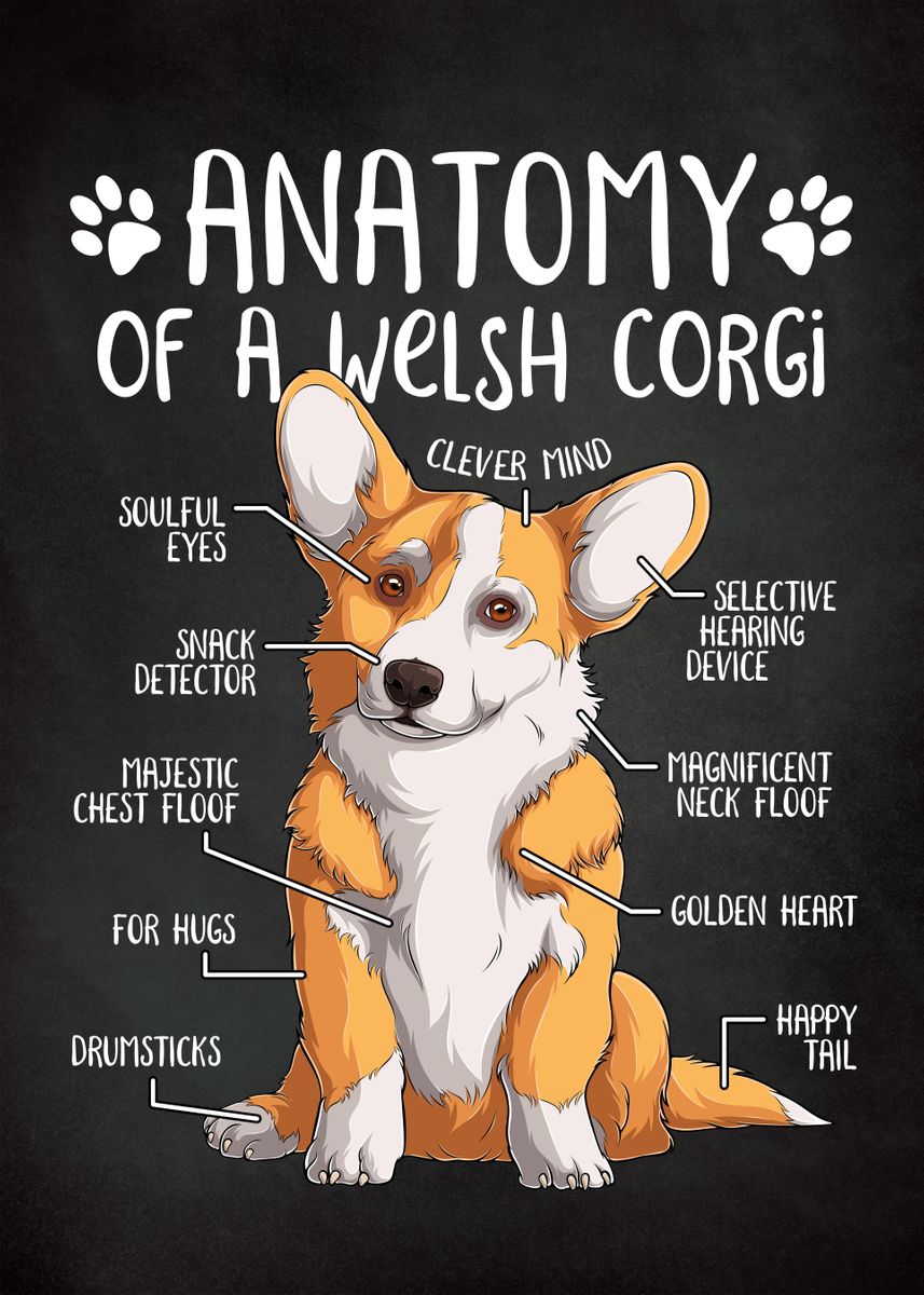 'Anatomy of a Welsh Corgi' Poster, picture, metal print, paint by ...