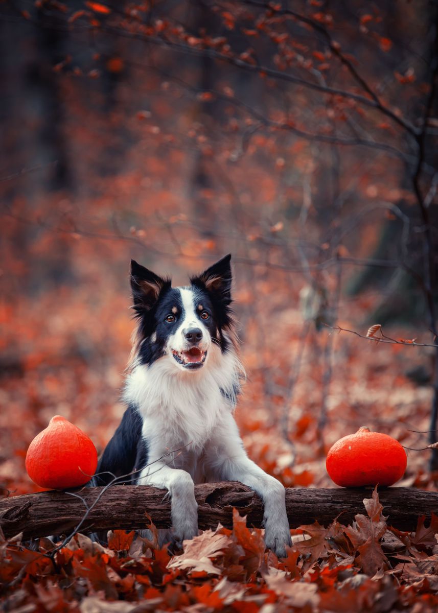'Happy dog' Poster by anettastar | Displate
