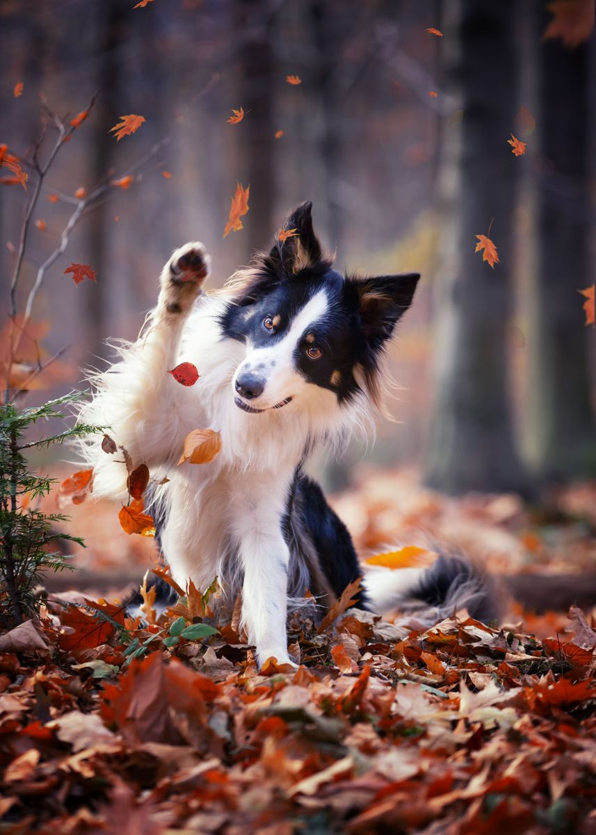 'Border Collie, autumn leaf' Poster, picture, metal print, paint by ...