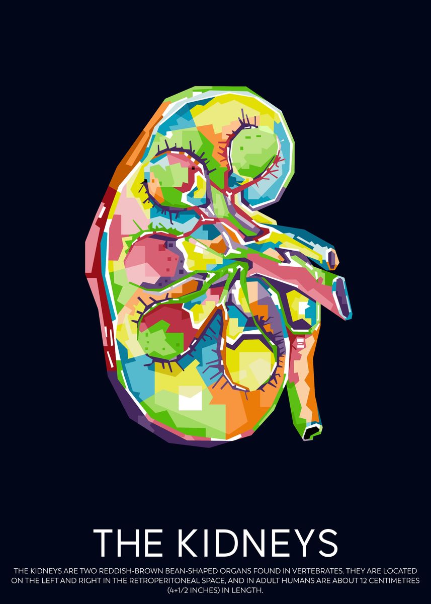 'The Kidneys' Poster, picture, metal print, paint by MK STUDIO | Displate