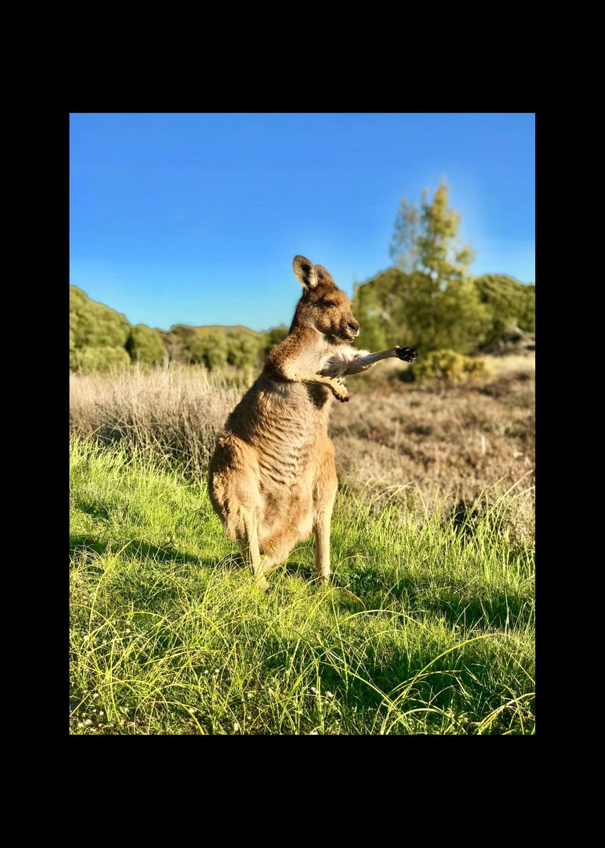 'Kangaroo' Poster, picture, metal print, paint by Sebastian Wünsche ...