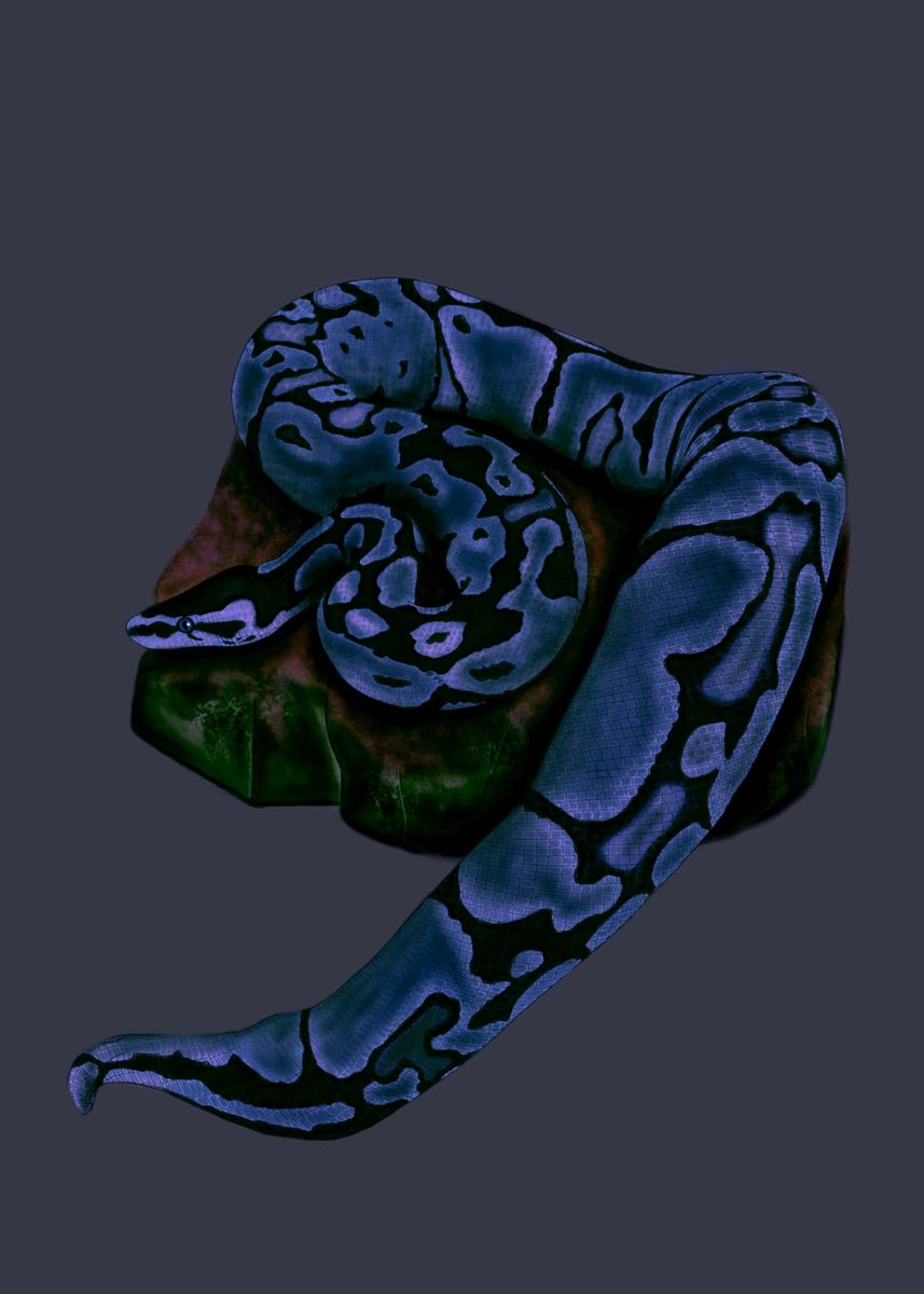 'Ball Python Snake' Poster, picture, metal print, paint by Evie Stamp ...