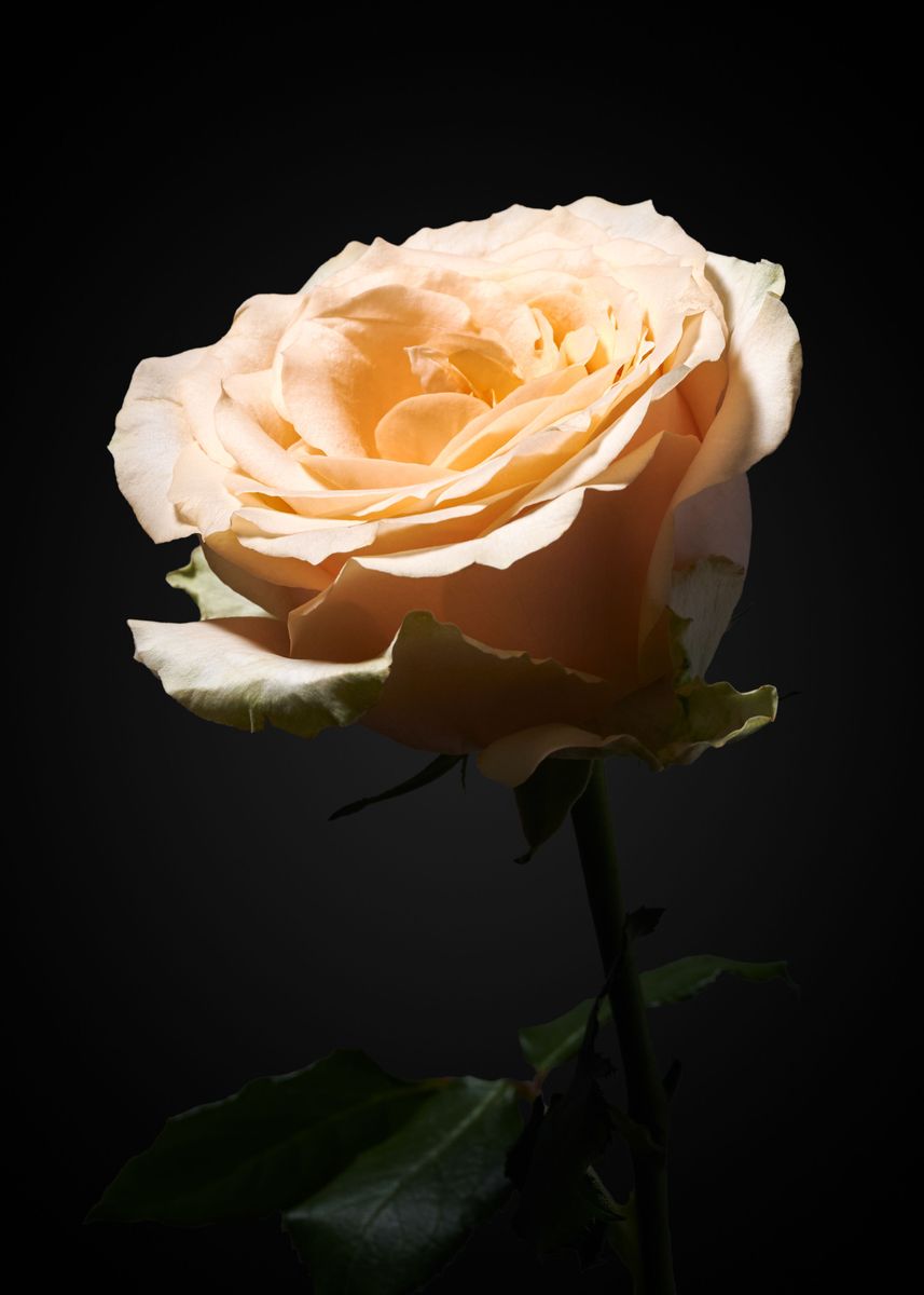 'Pink Rose' Poster, picture, metal print, paint by Ramon van Bedaf ...