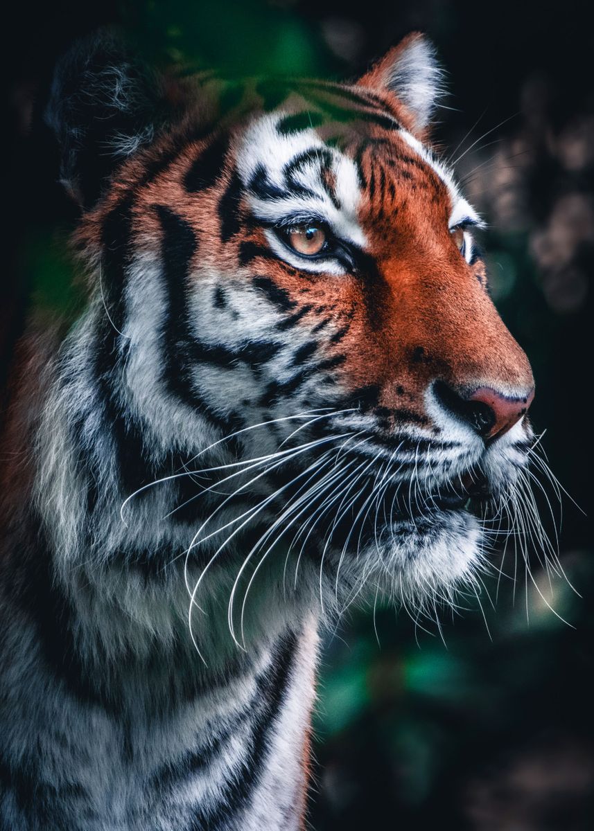 'Tiger' Poster by Aiden Tells | Displate