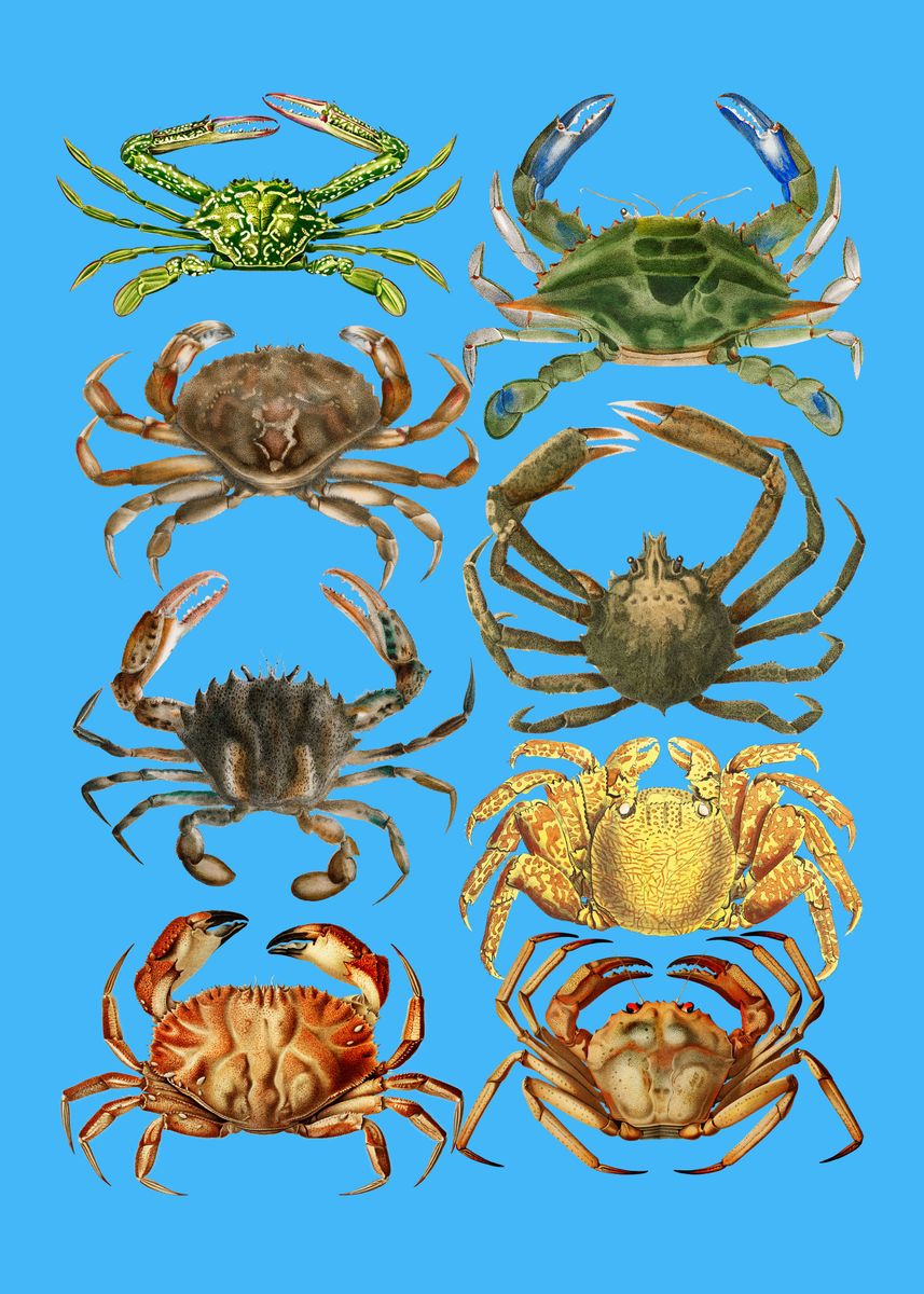 'Set of Crabs' Poster, picture, metal print, paint by arkitekta | Displate