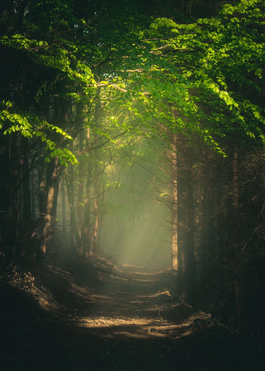 'Mysterious Path' Poster, picture, metal print, paint by 19thpic | Displate