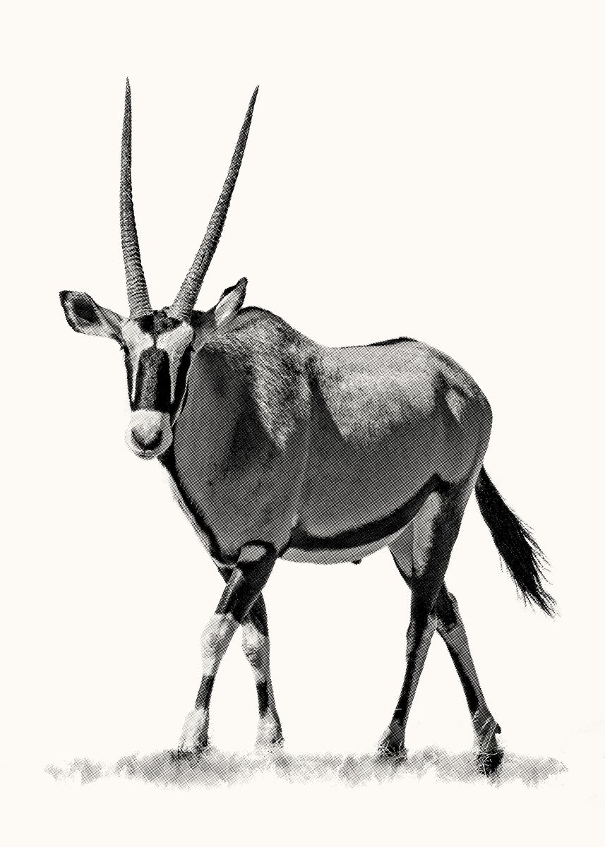 'Oryx Antelope Full Figure' Poster, picture, metal print, paint by ...