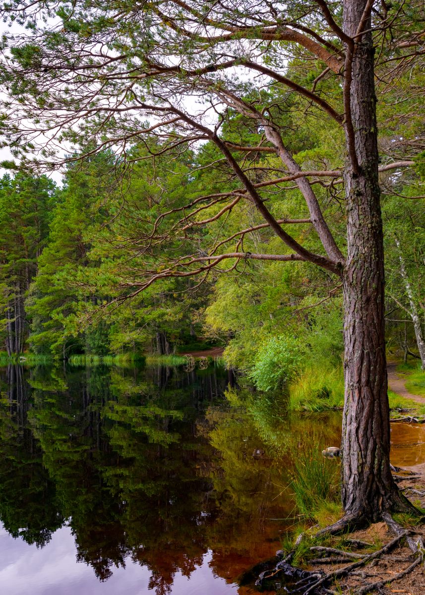 'Nature in Scotland' Poster, picture, metal print, paint by Svetlana ...