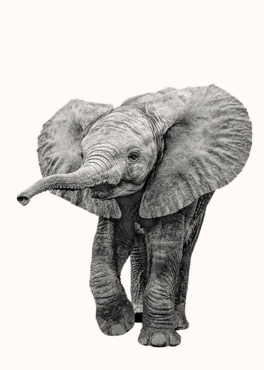 'Charming Baby Elephant' Poster, picture, metal print, paint by Scotch ...