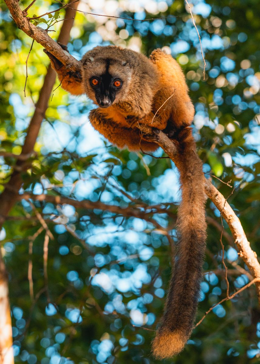 'Maki' Poster, picture, metal print, paint by Yann Droy | Displate