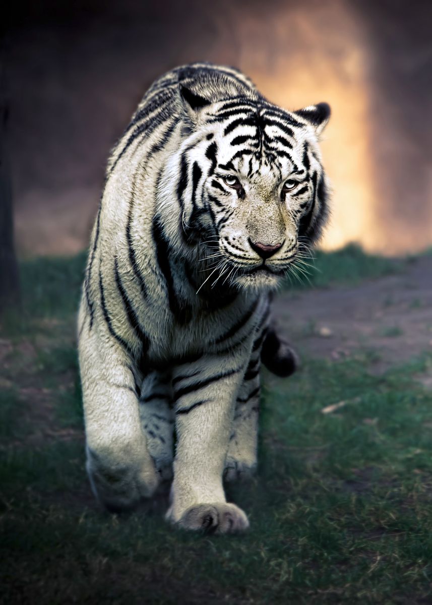 'White walker' Poster, picture, metal print, paint by World Class ...