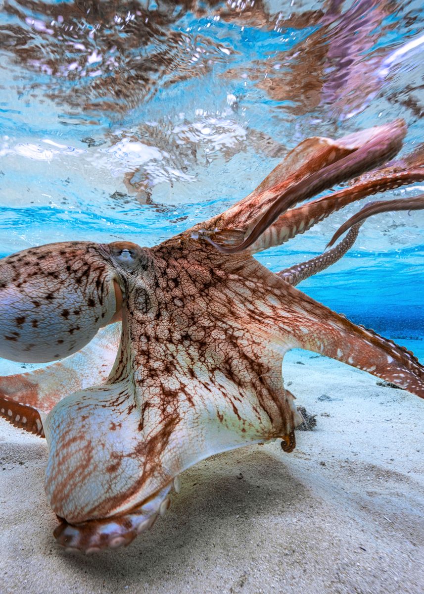 'Dancing Octopus 2' Poster, picture, metal print, paint by World Class ...