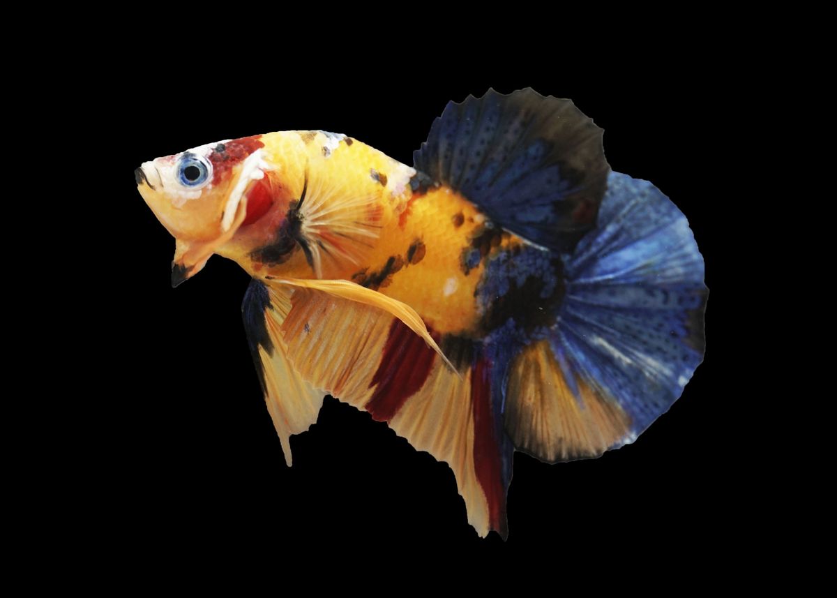 'Yellow Base Betta Fish' Poster by Upscale Betta | Displate
