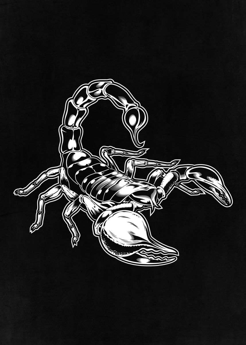 'White Scorpion' Poster, picture, metal print, paint by John Marinakis ...