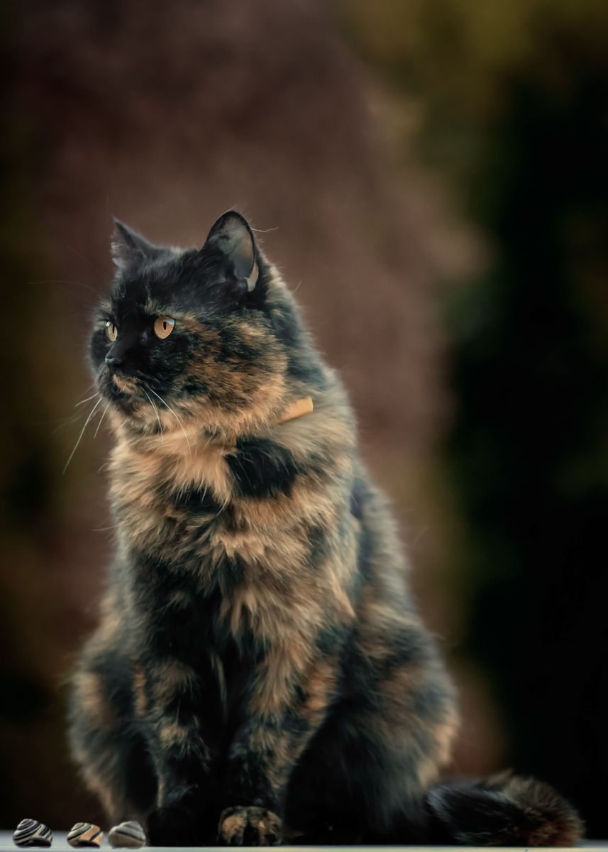 'Big cat, domestic pet' Poster, picture, metal print, paint by ...