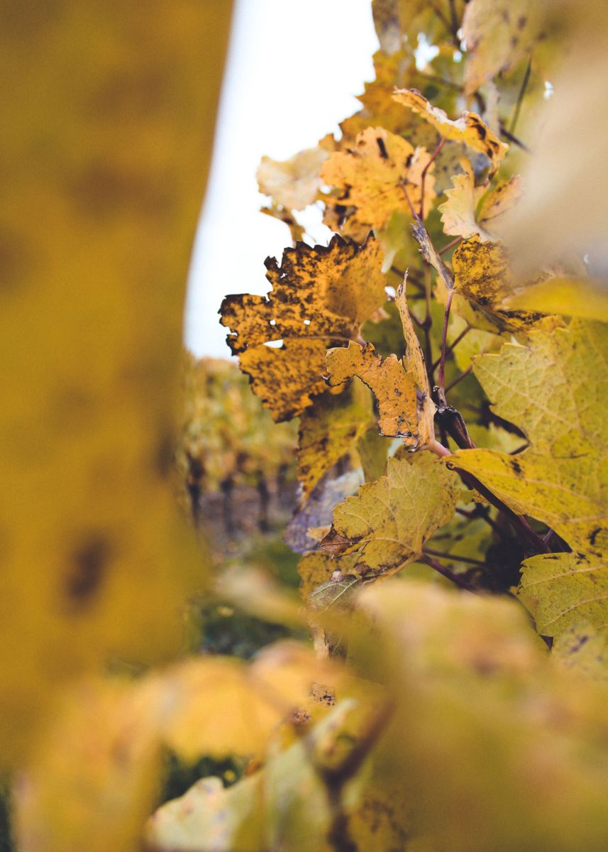 'Autumn Leaves' Poster, picture, metal print, paint by Hendrik Zahn ...