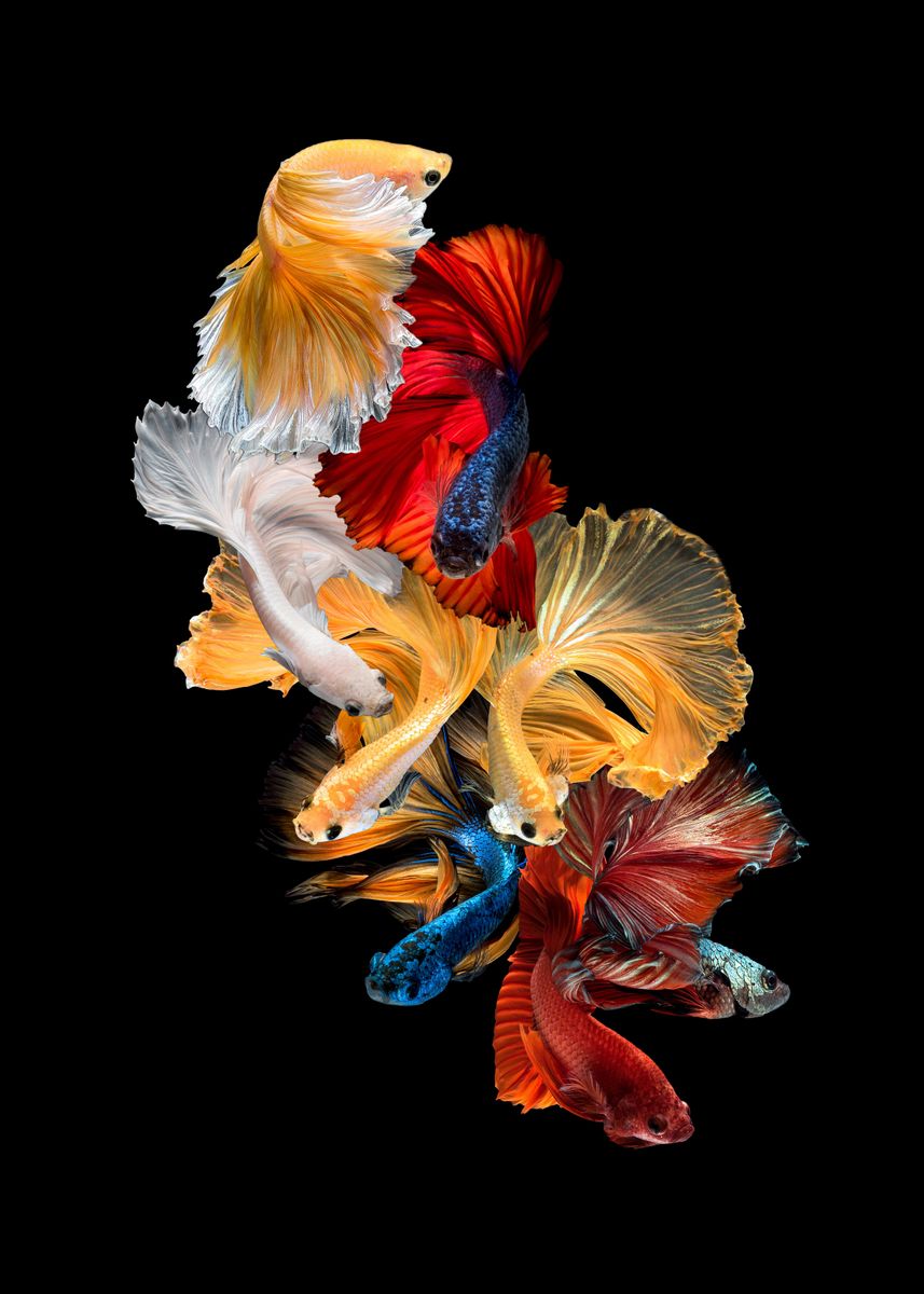 'Art of Betta fish' Poster by Panom | Displate