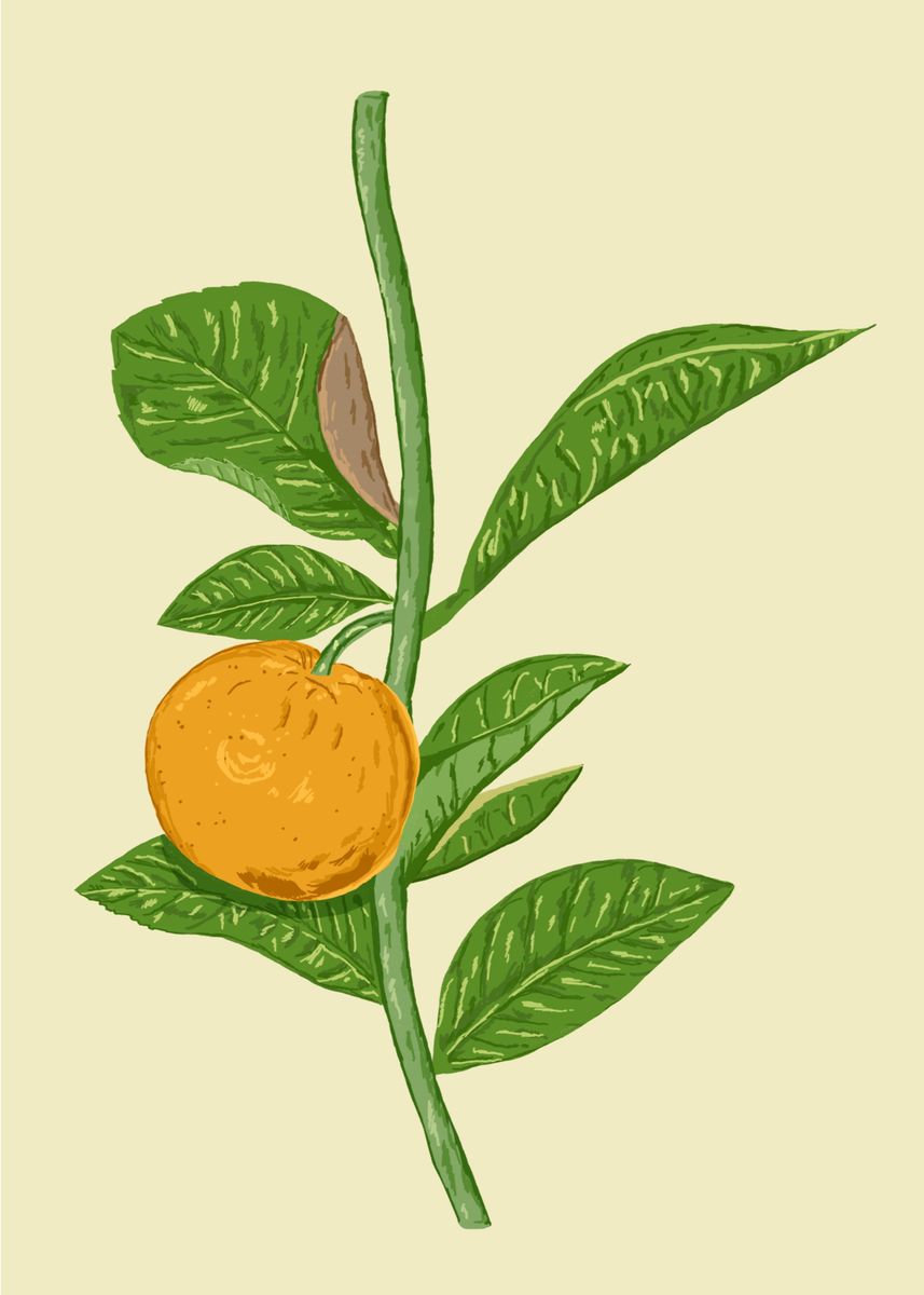 'Citrus Botanical Art' Poster, picture, metal print, paint by salfi art ...