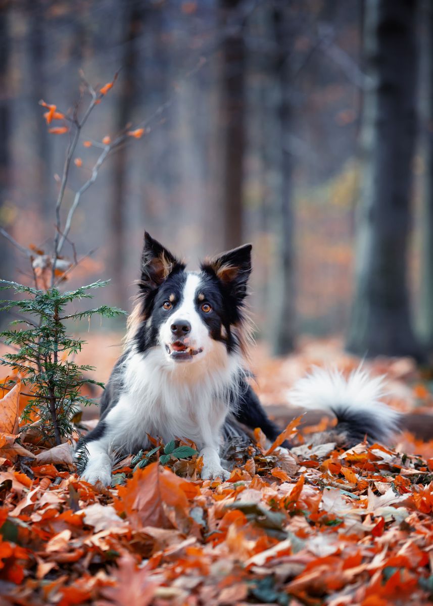 'Border Collie, autumn leaf' Poster, picture, metal print, paint by ...