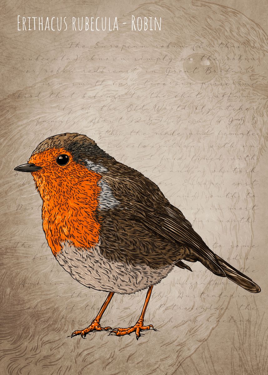 'Robin' Poster, picture, metal print, paint by Giordano Aita | Displate
