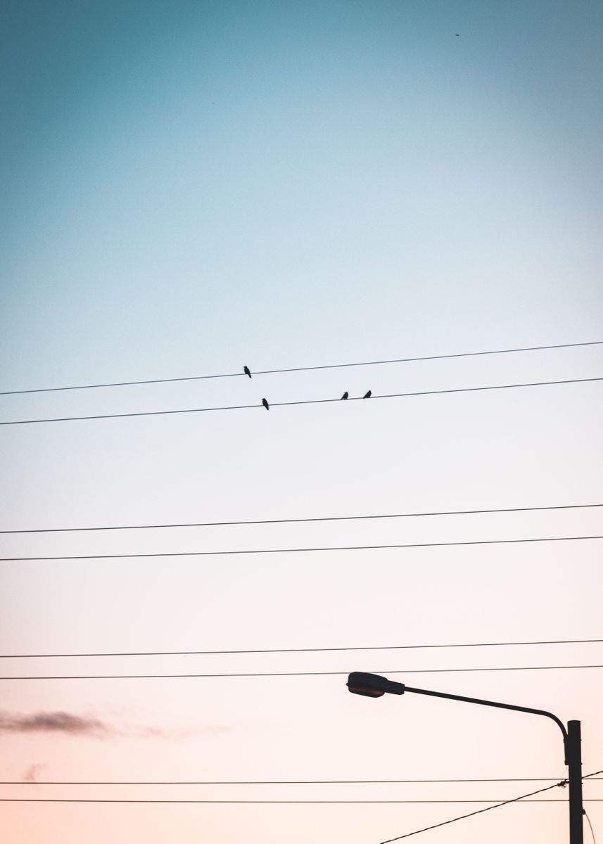 'Birds On A Powerline' Poster, picture, metal print, paint by ...