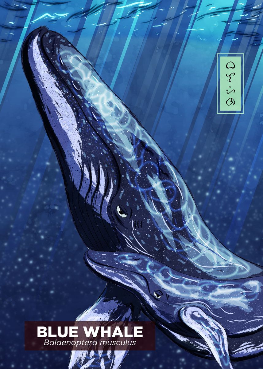 'Blue Whale' Poster by Thor Reyes | Displate