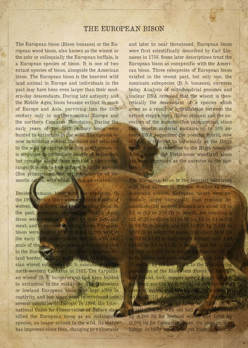 'Vintage European Bison' Poster, picture, metal print, paint by Aged ...
