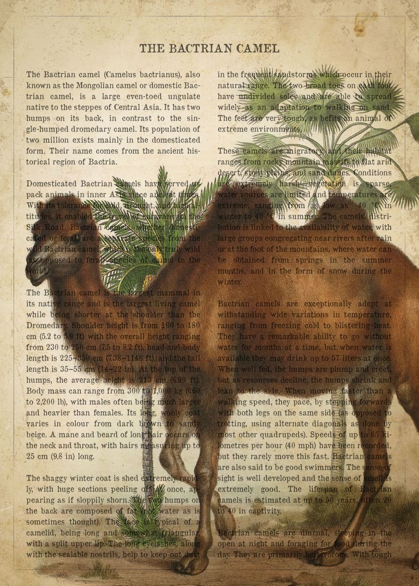 'Vintage Bactrian Camel' Poster by Aged Pixel | Displate
