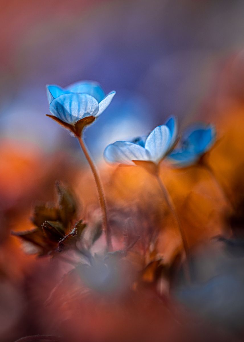 'Blue spring ' Poster, picture, metal print, paint by Wiktor Borozdin ...