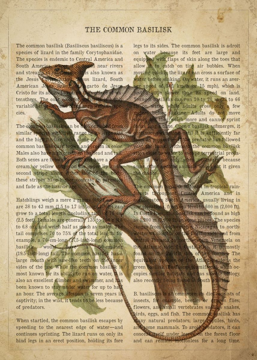 'Vintage Jesus Lizard Print' Poster, picture, metal print, paint by ...
