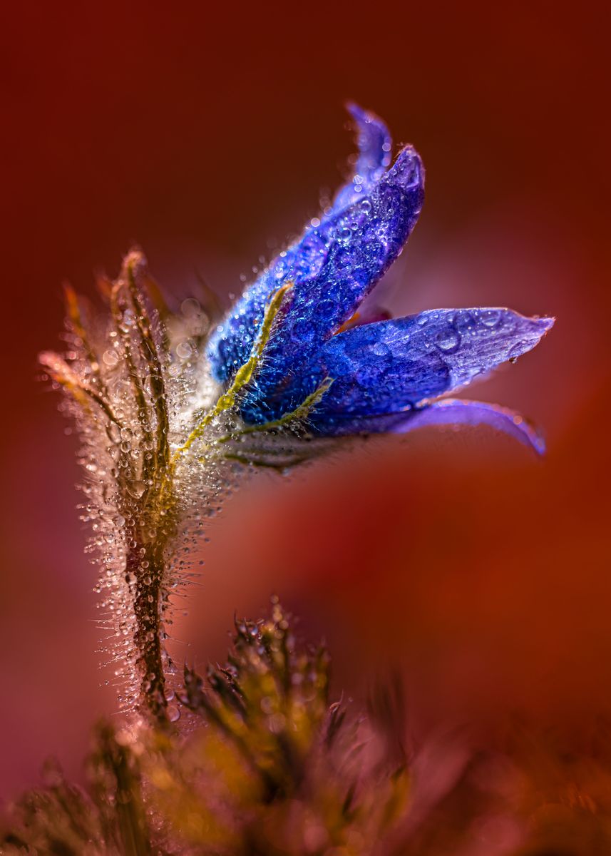 'Pulsatilla Rain' Poster by Wiktor Borozdin | Displate