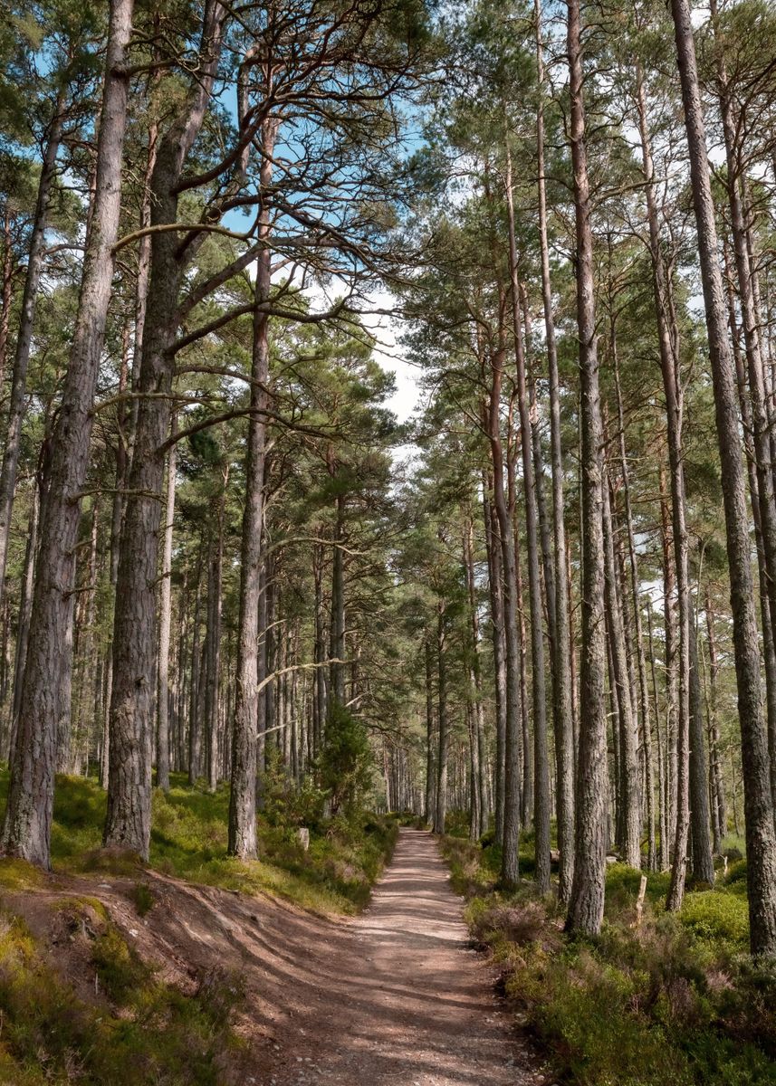 'Scottish Forest' Poster, picture, metal print, paint by Svetlana ...