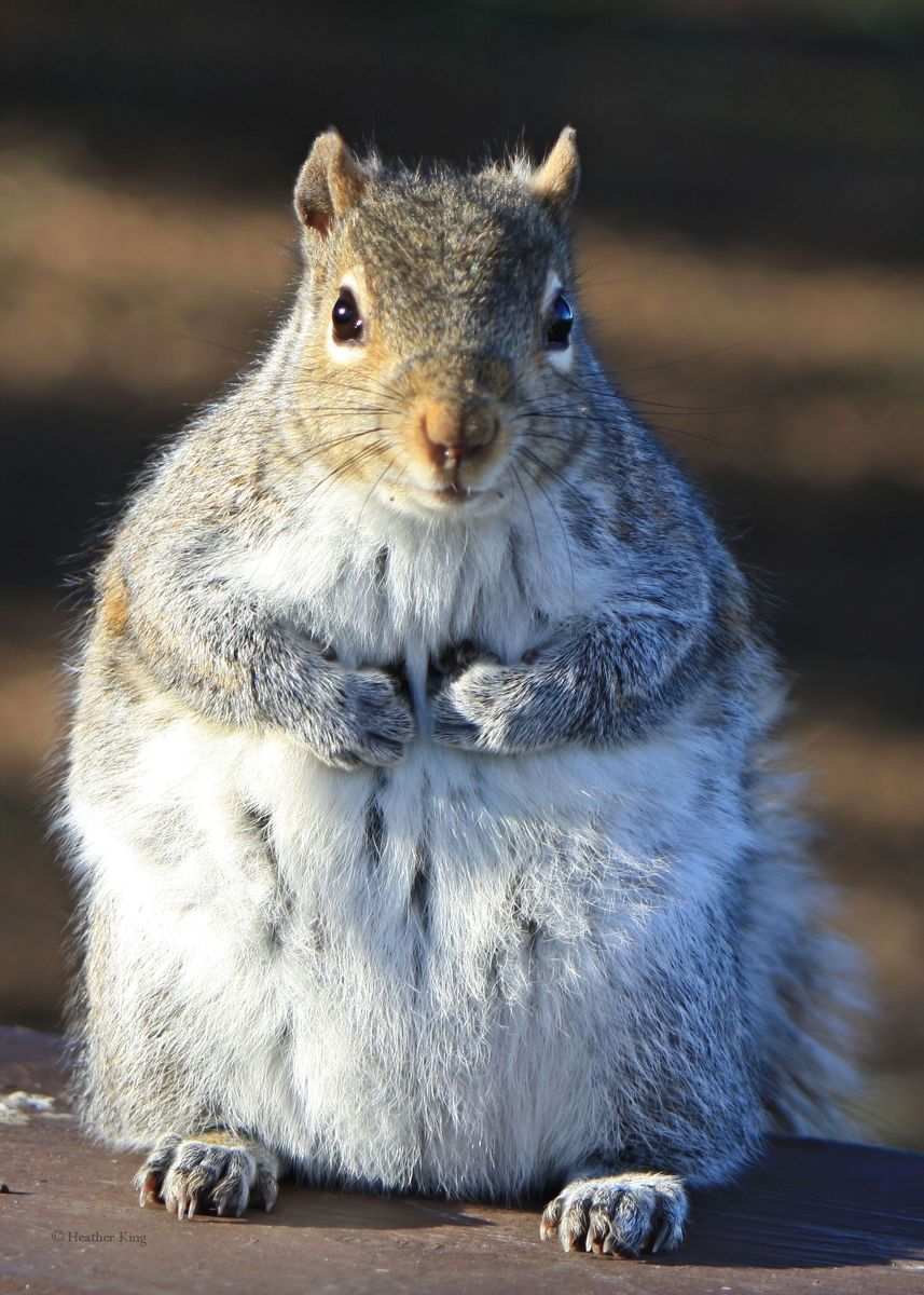 'Chubby' Poster, picture, metal print, paint by Thee Owl Queen | Displate