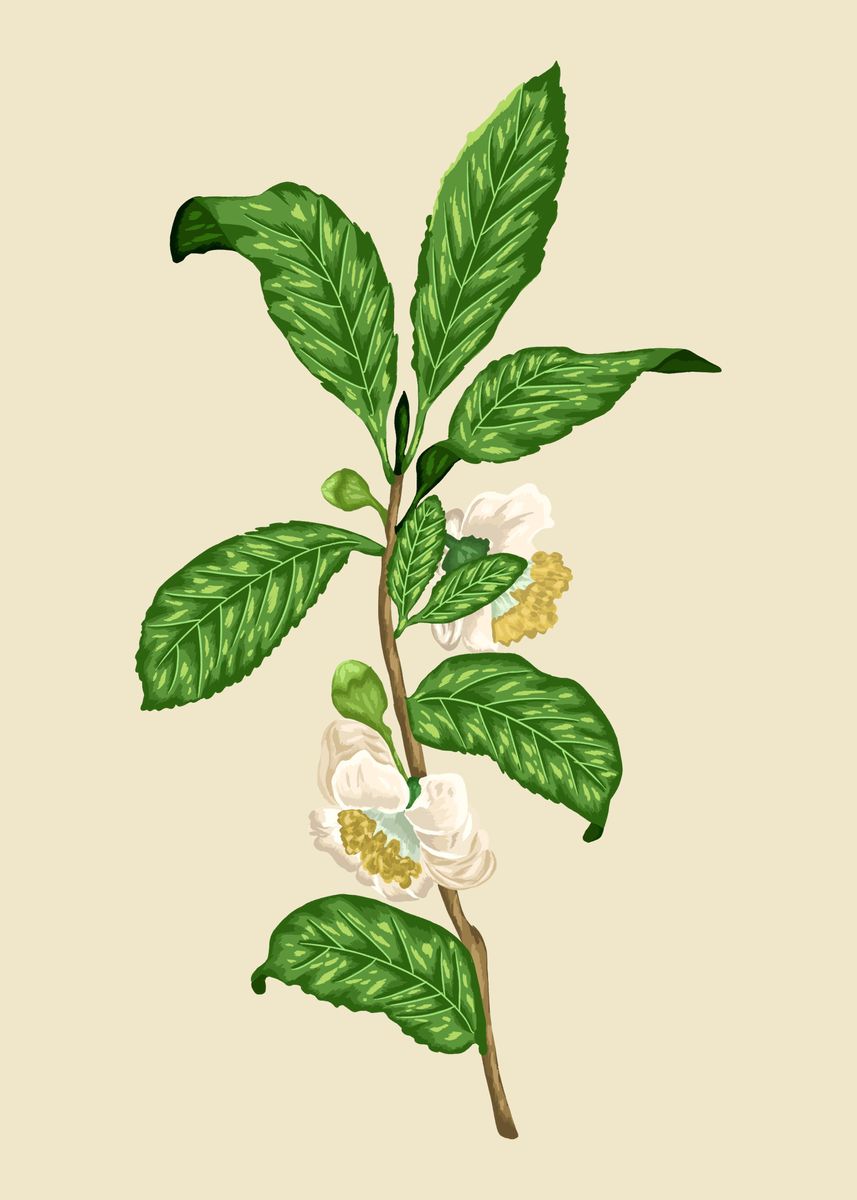 'Matcha Botanical Art' Poster by salfi art | Displate
