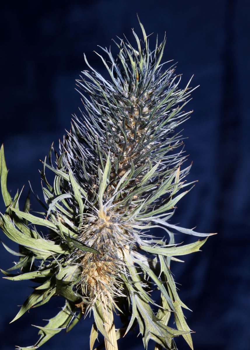 'Purple eryngium flowering' Poster, picture, metal print, paint by ...