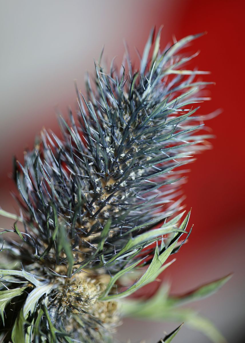 'Purple eryngium flowering' Poster by BakalaeroZz Photography | Displate