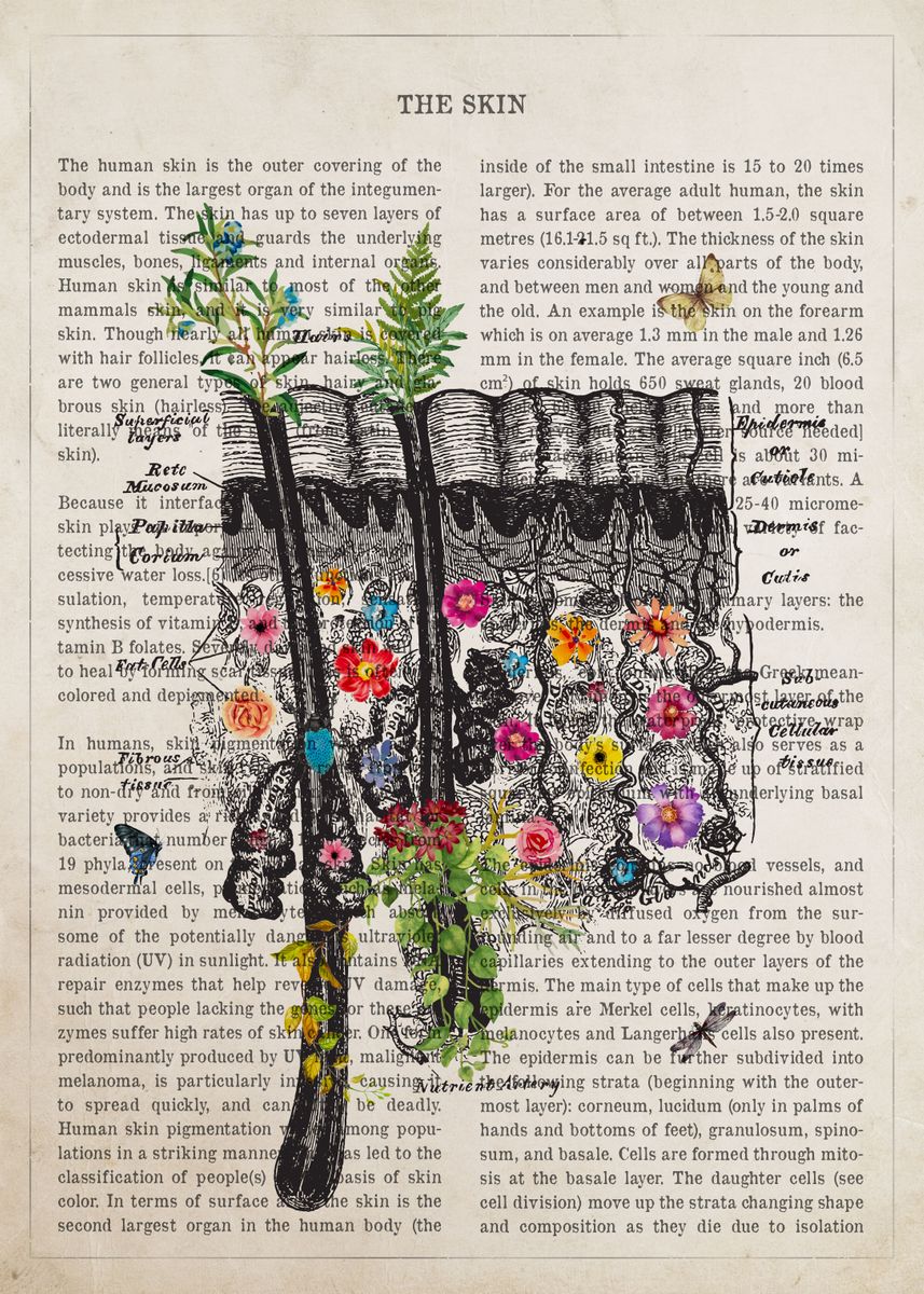 'Skin Anatomy' Poster, picture, metal print, paint by Aged Pixel | Displate