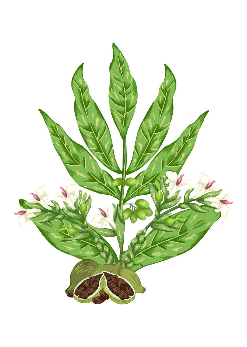 'Cardamom Botanical Art' Poster by salfi art | Displate